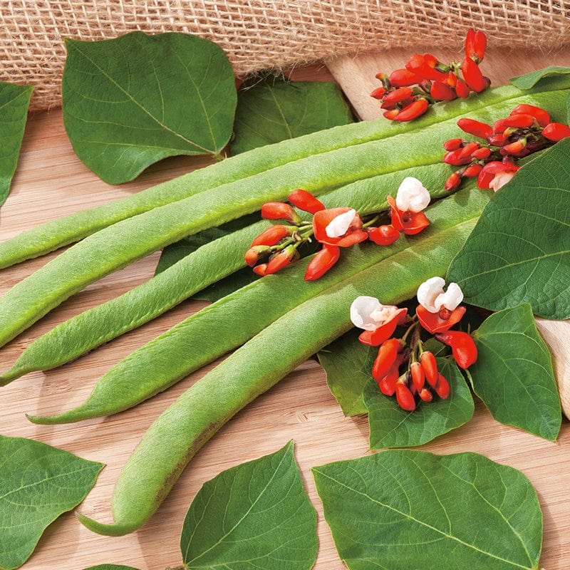 Runner Bean St George Vegetable Seeds From Mr Fothergill's Seeds and Plant