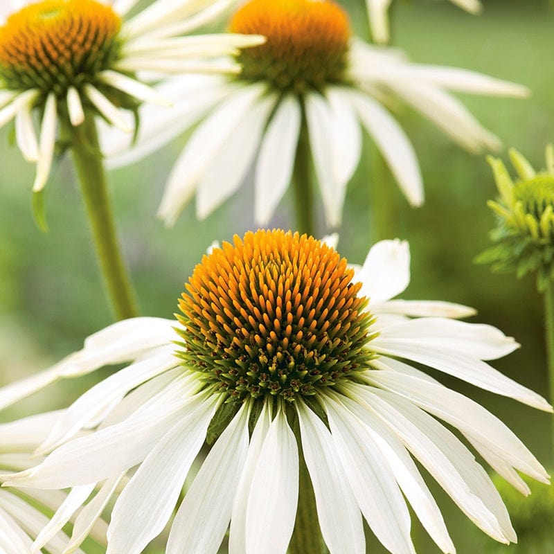 Echinacea White Swan Flower Seeds From Mr Fothergill's Seeds and Plants