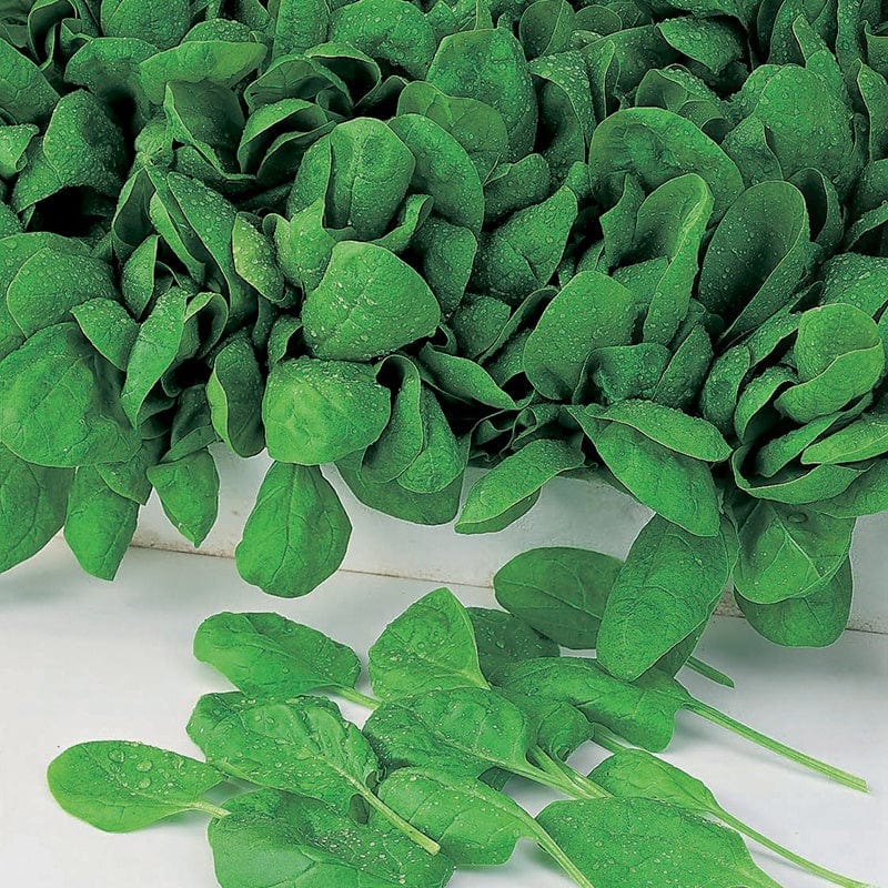 Spinach Apollo F1 Vegetable Seeds From Mr Fothergill's Seeds and Plant