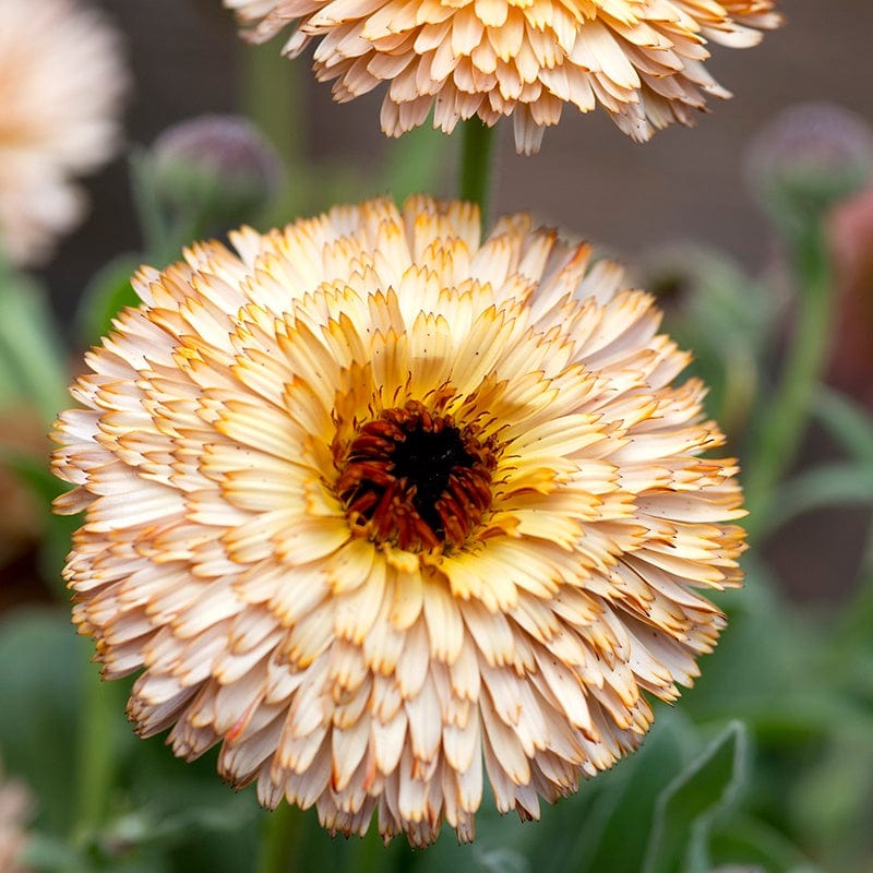 Calendula Buff Pygmy Flower Seeds From Mr Fothergills Seeds and Plants