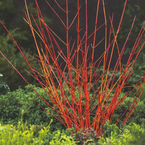Cornus Anny's Winter Orange Flower Plant | Fothergill’s