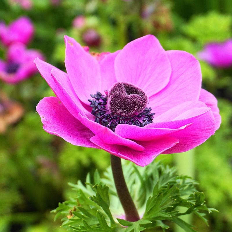 Anemone Sylphide Flower Bulbs From Mr Fothergills Seeds and Plants