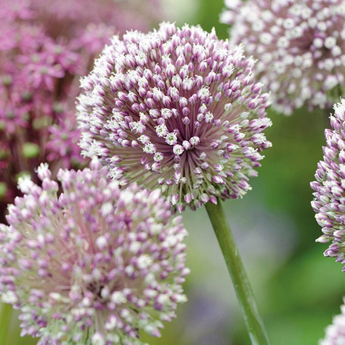 Allium Border Flower Bulb Mix | Fothergill's Flower Bulbs