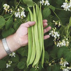 Runner Bean Moonlight AGM (Early Despatch) Vegetable Plants From Mr ...