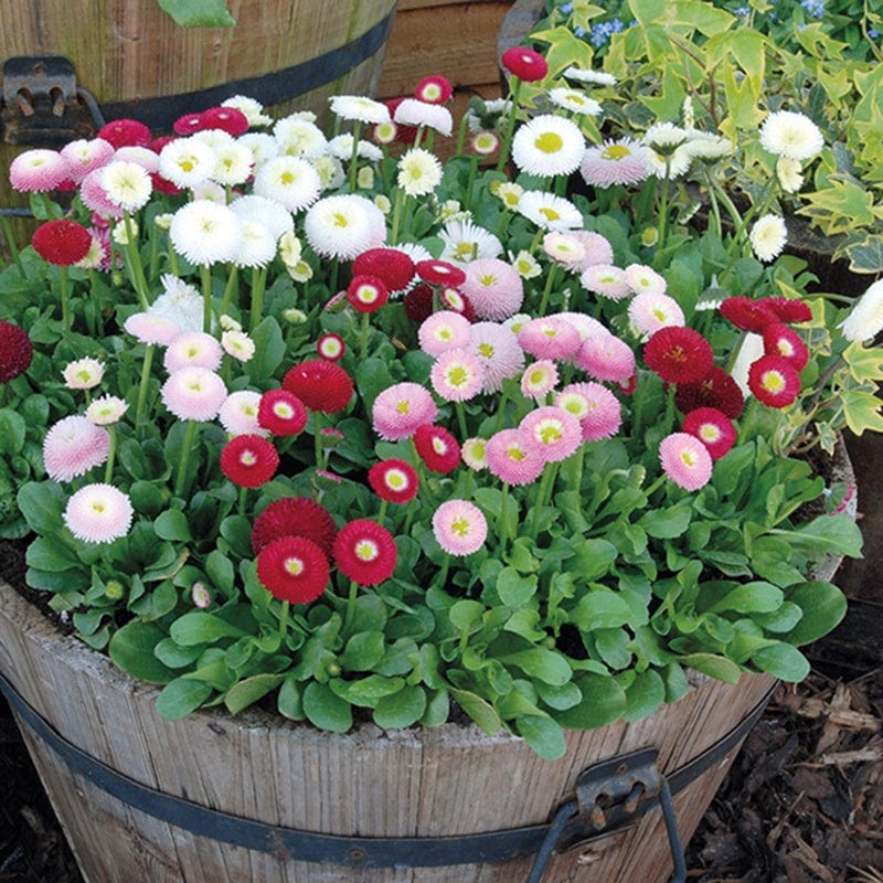 Bellis Bellisima Mixed Flower Plants | Mr Fothergills