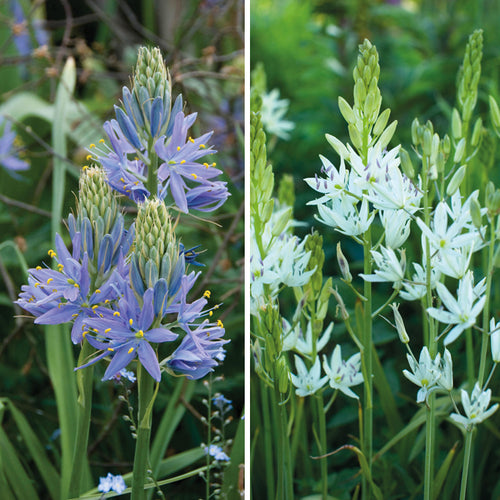 Camassia Flower Bulb Collection | Fothergill's Flower Bulbs