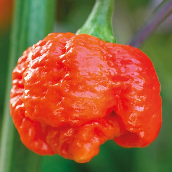 Chilli Caroline Reaper Vegetable Plants From Mr Fothergills Seeds and ...