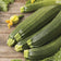 RHS Courgette Defender F1 Seeds from Mr Fothergill's Seeds