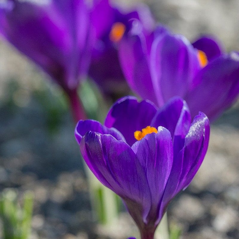 Crocus Purple Bulbs From Mr Fothergill's Seeds and Plants