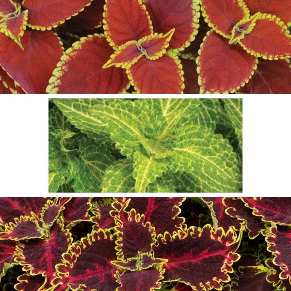 Coleus Sunfighter Young Flower Plants Collection | Fothergill’s
