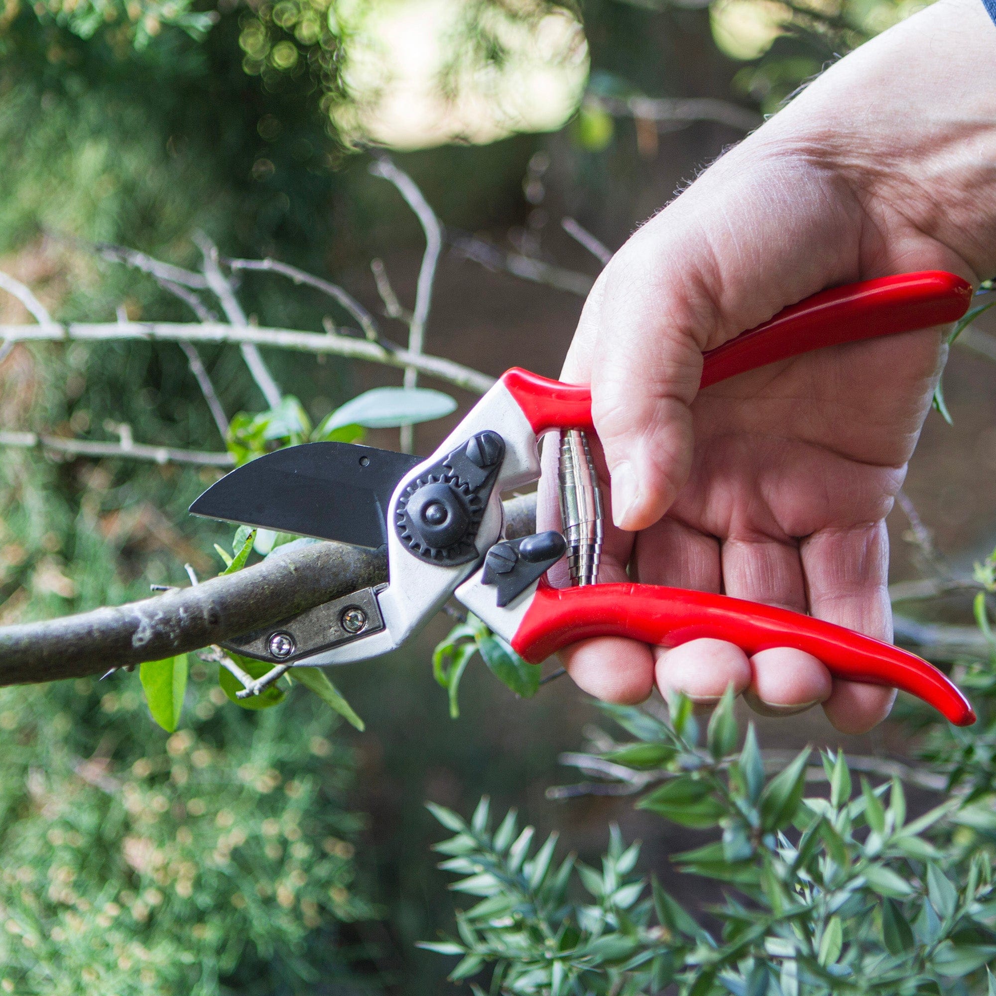 Darlac Expert Anvil Secateur From Mr Fothergills Seeds and Plants