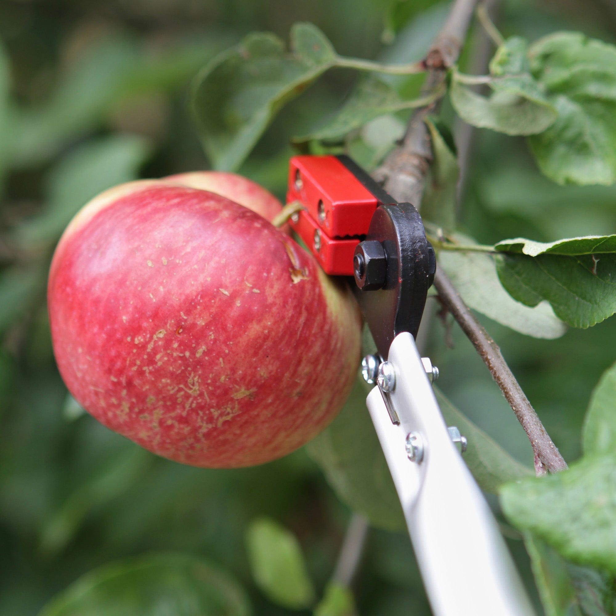 Darlac Snapper (650mm) From Mr Fothergills Seeds and Plants
