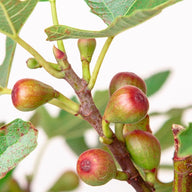 Fig Little Miss Figgy Fruit Plant From Mr Fothergills Seeds and Plants