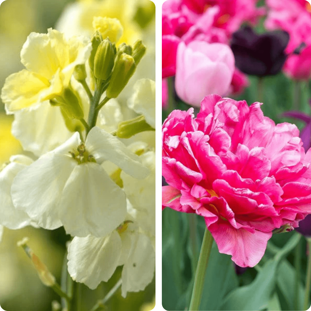 Feathered Pink Tulip and Wallflower Collection