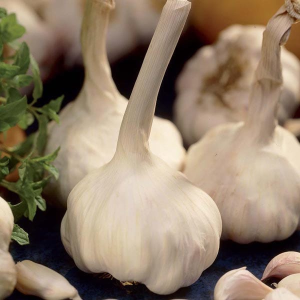 Garlic Solent Wight Bulbs (softneck) From Mr Fothergills Seeds and Plants