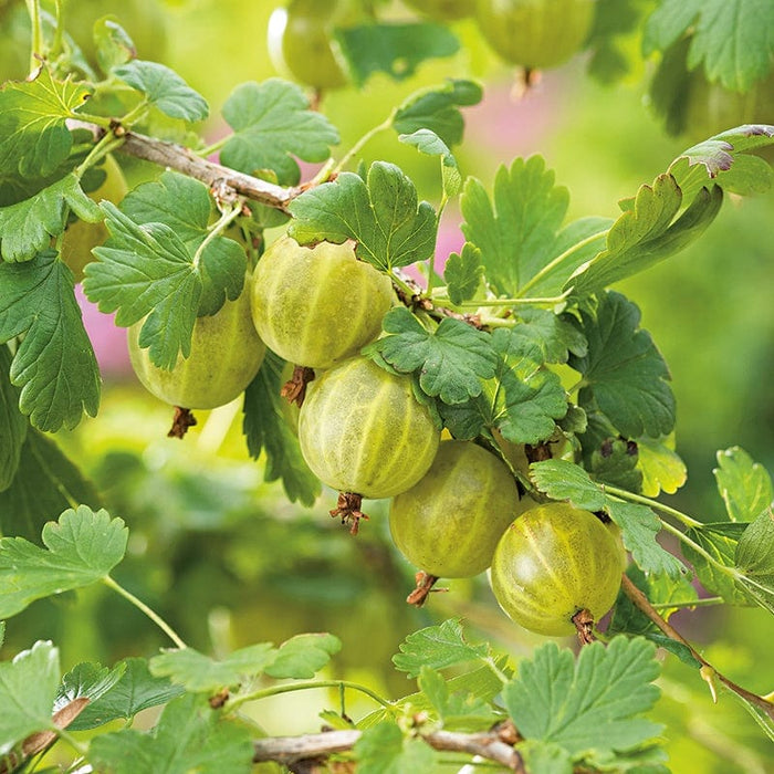 How to Grow Gooseberries and Currants | Mr Fothergill’s