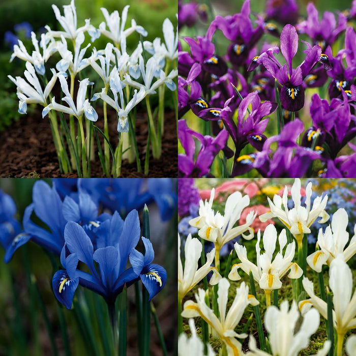 IRIS reticulata 80 Bulb Collection | Fothergill's Flower Bulbs