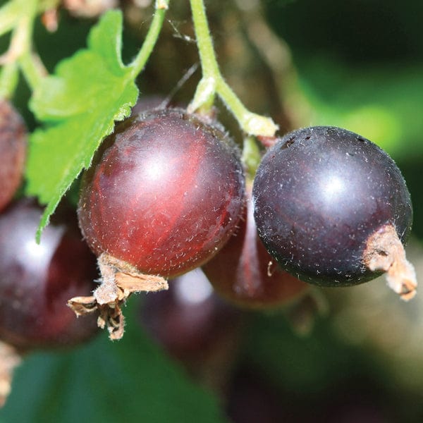 Jostaberry Fruit Plant From Mr Fothergills Seeds and Plants