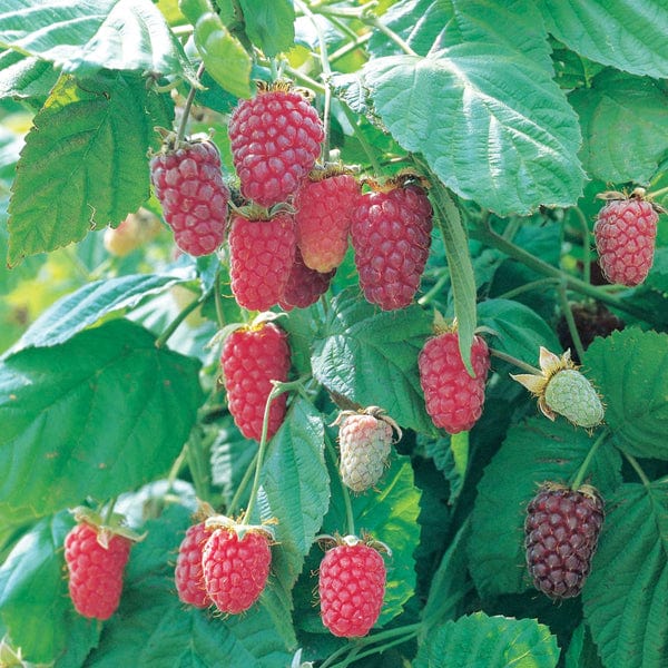 Loganberry LY654 Plant from Mr Fothergill's Seeds and Plants