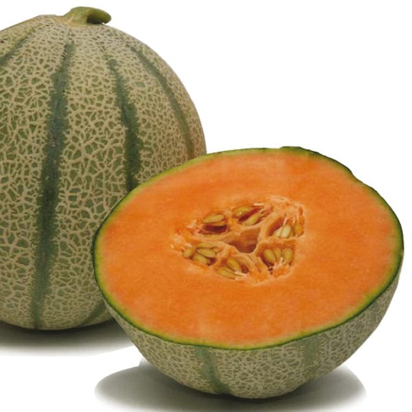 Melon Diva F1 Grafted Plants From Mr Fothergill's Seeds