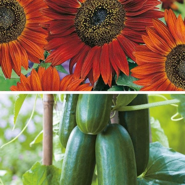 Better Together: Climb & Shine