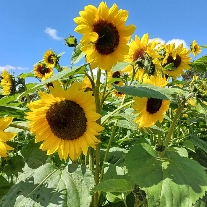 Flower Seeds | Fothergill's – Page 24