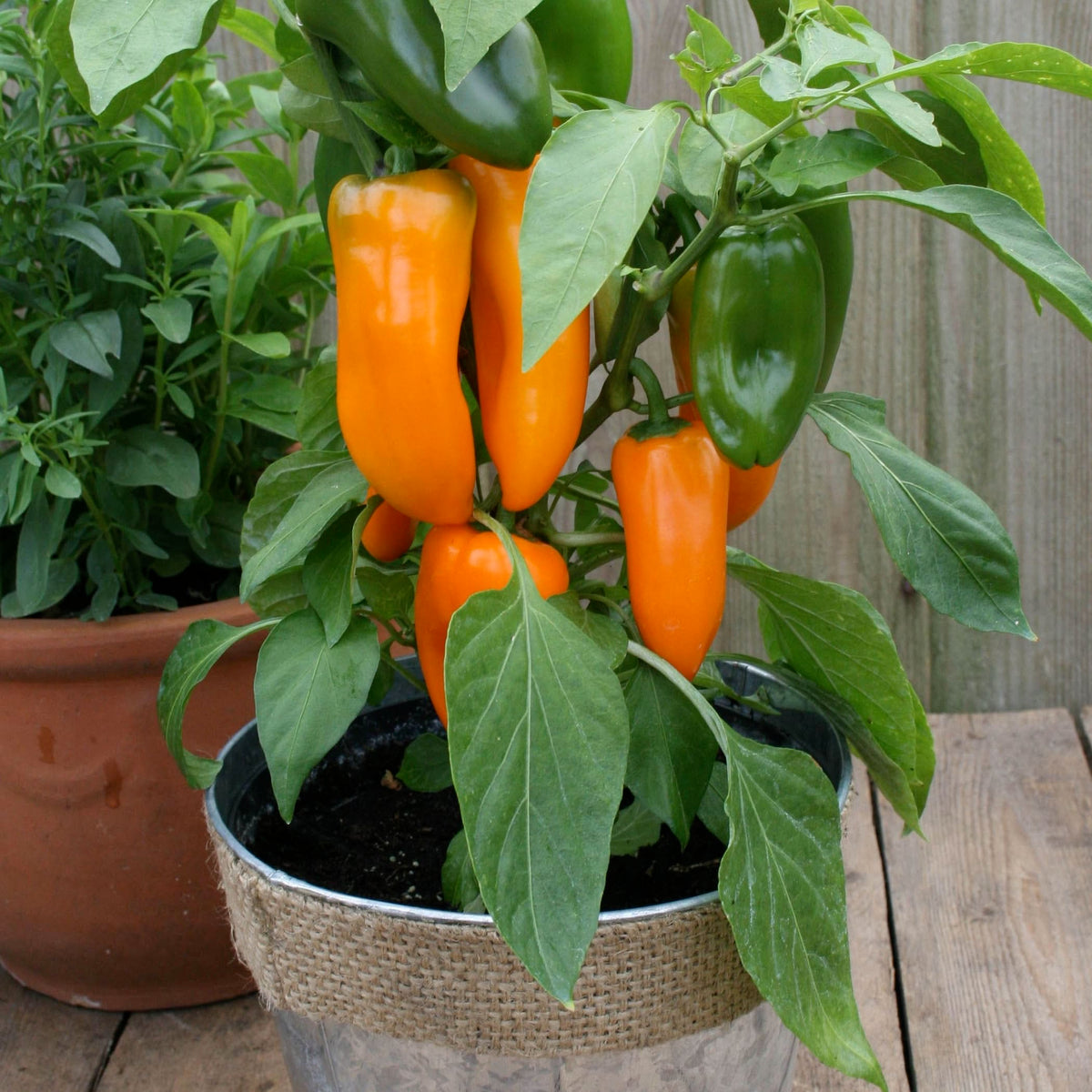 99p seeds range From Mr Fothergill's Seeds and Plants