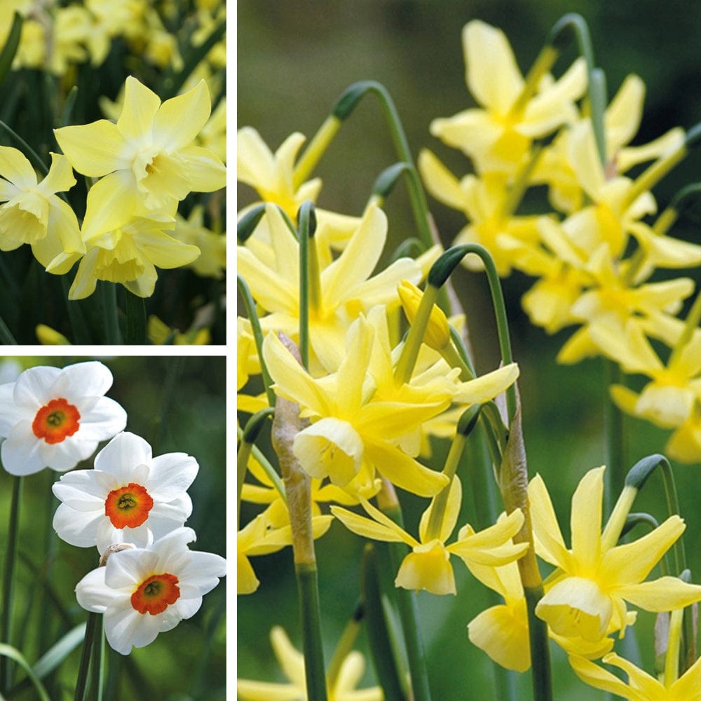 Narcissi Fragrant Bulb Collection from Mr Fothergill's Seeds and Plants