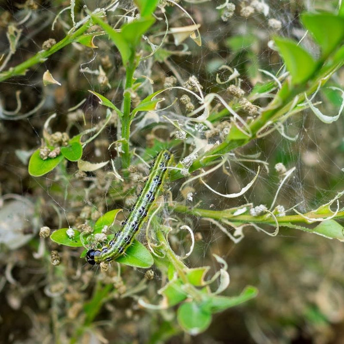 Box Tree Caterpillar Control Nematodes 30sqm x 2 (2 sachets) From Mr ...