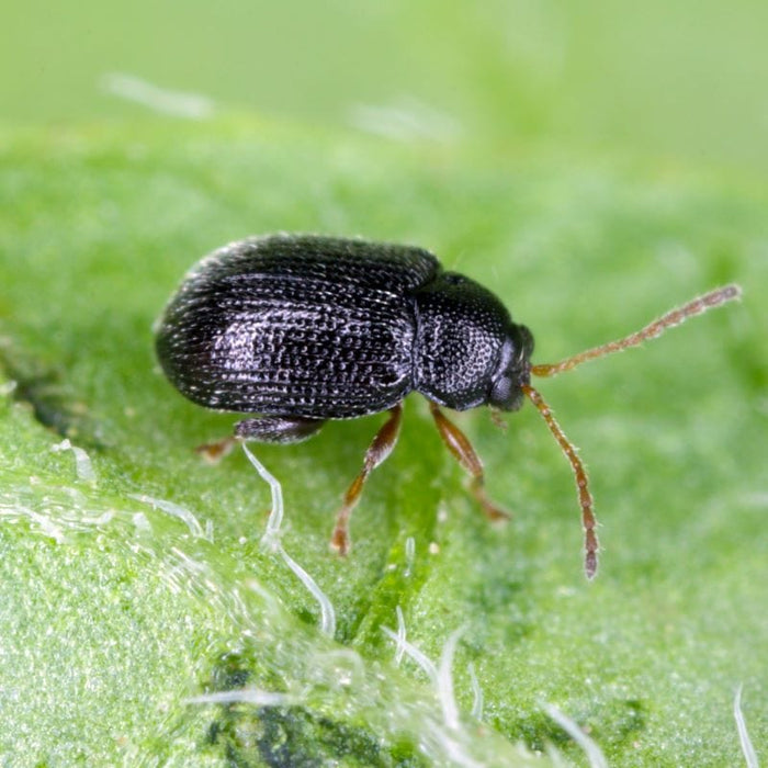 Flea Beetle Control Nematodes 2pc From Mr Fothergills.