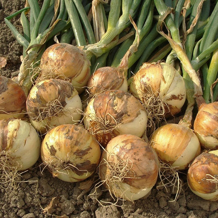 Onion Sets | Onion Set Planting | Fothergill's