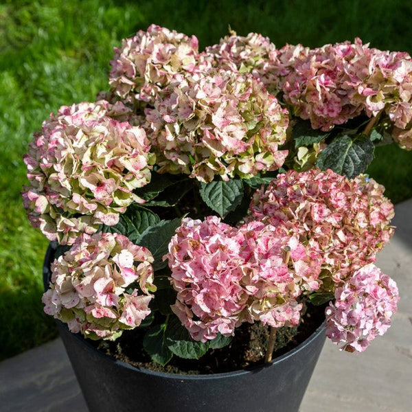 Octavia Planter 38cm Slate From Mr Fothergill's Seeds