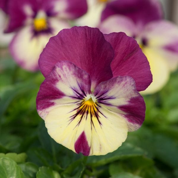 Pansy Cool Wave Raspberry Swirl F1 Garden Ready Bedding Plants ...