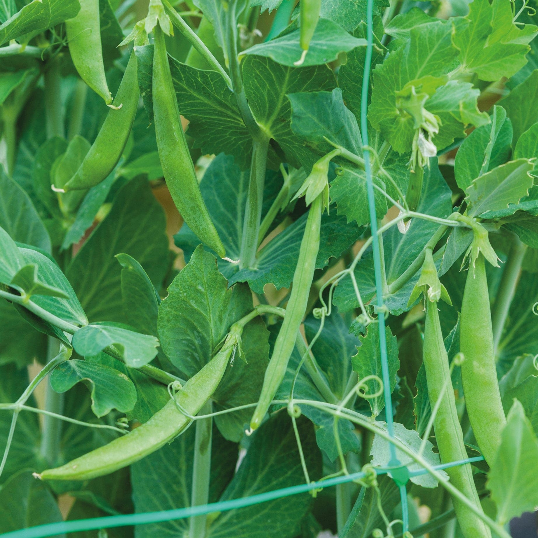 Pea (Snap) Snak Hero Seeds from Mr Fothergill's.