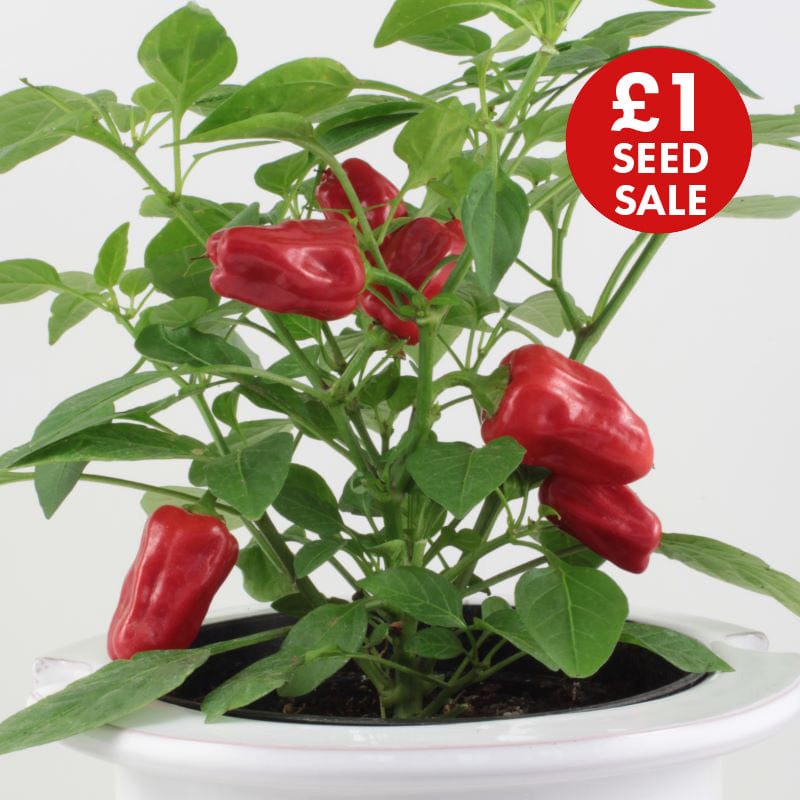 Pepper (Hot) Hotpot Seeds from Mr Fothergill's.