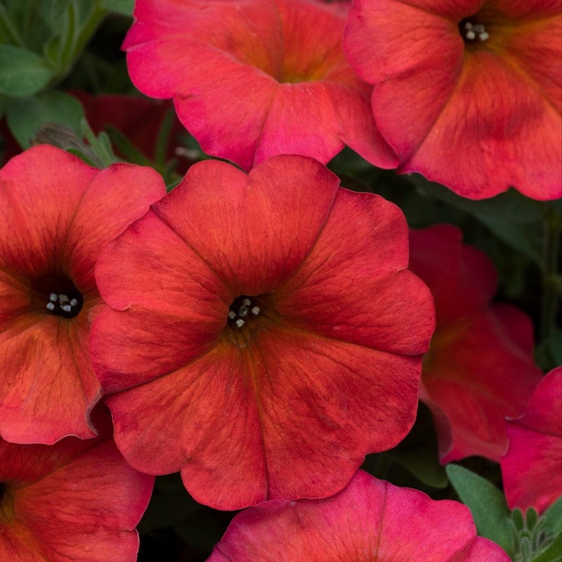 Petchoa Beautical Collection Plants From Fothergills
