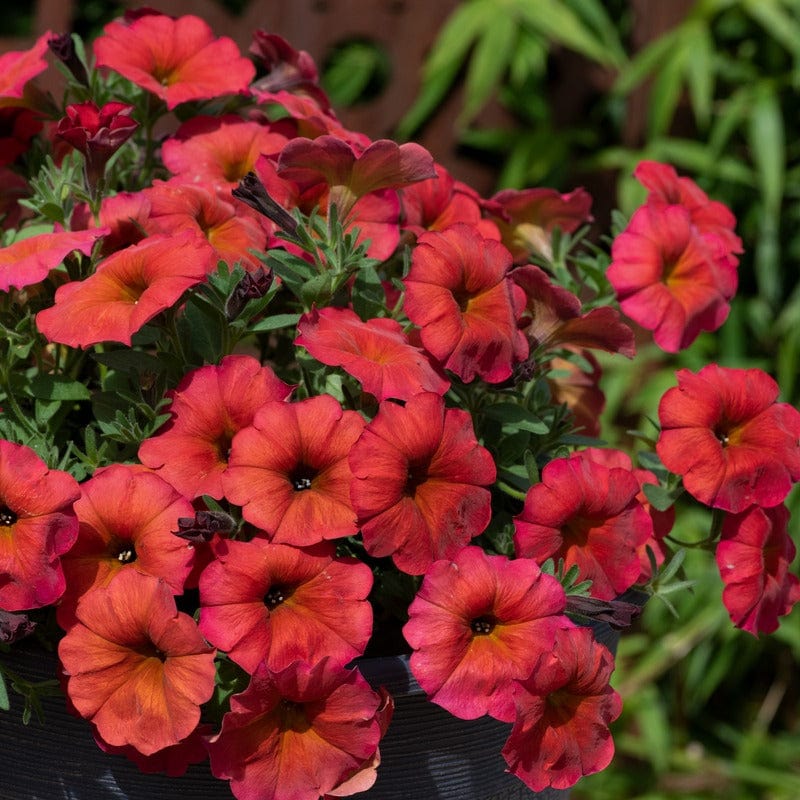 Petchoa Beautical Red Maple Plants From Fothergills