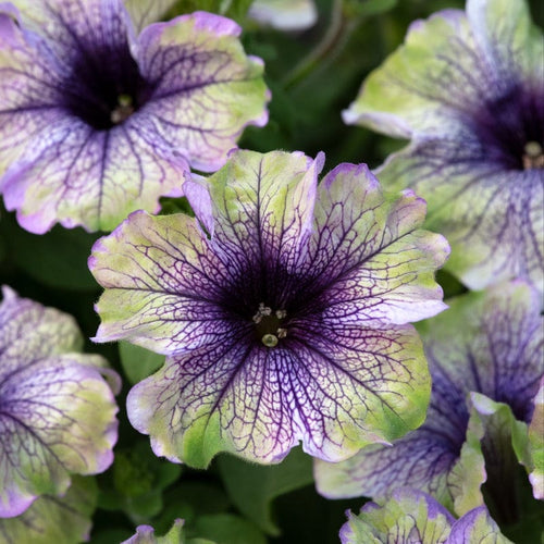 Petunia Plum Cockatoo – Vibrant Bicolour Blooms From Fothergill's