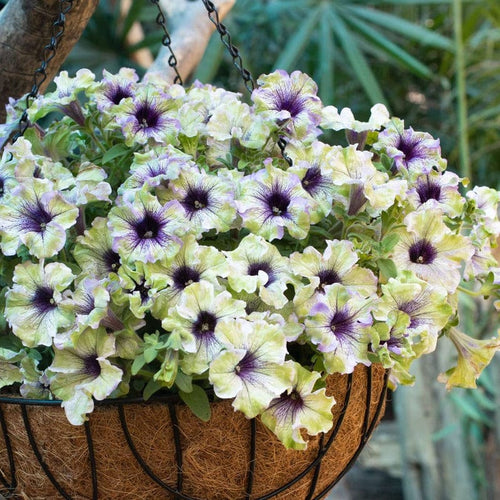 Petunia Plum Cockatoo – Vibrant Bicolour Blooms From Fothergill's