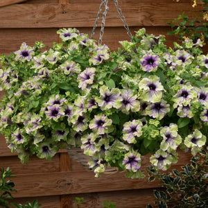 Petunia Plum Cockatoo – Vibrant Bicolour Blooms From Fothergill's