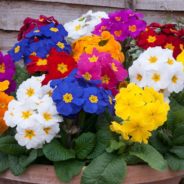 Polyanthus Crescendo Mixed F1 Plants From Mr Fothergills Seeds and Plants