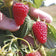 Raspberry Autumn Treasure Fruit Canes (Primocane) | Fothergills