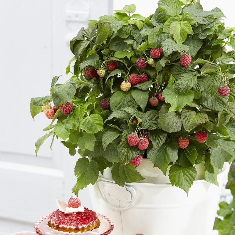 Raspberry Yummy Fruit Plant From Mr Fothergills Seeds and Plants
