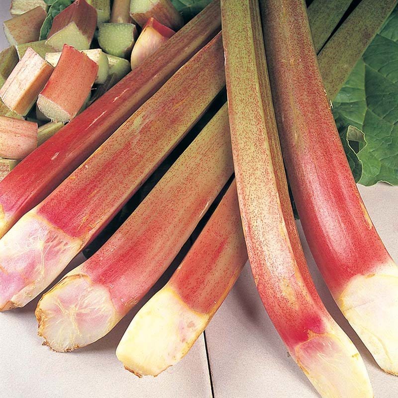 Rhubarb Timperley Early Crowns From Mr Fothergills Seeds.