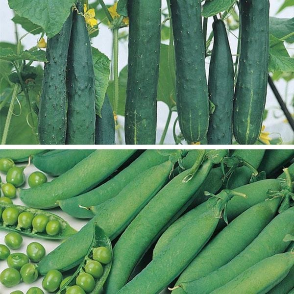 Better together: Soil & Crunch