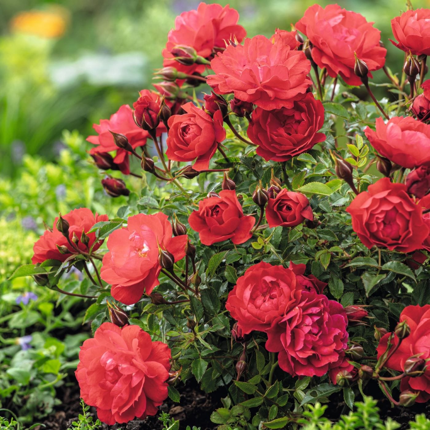 Patio Rose Raspberry Royale from Mr Fothergill's.