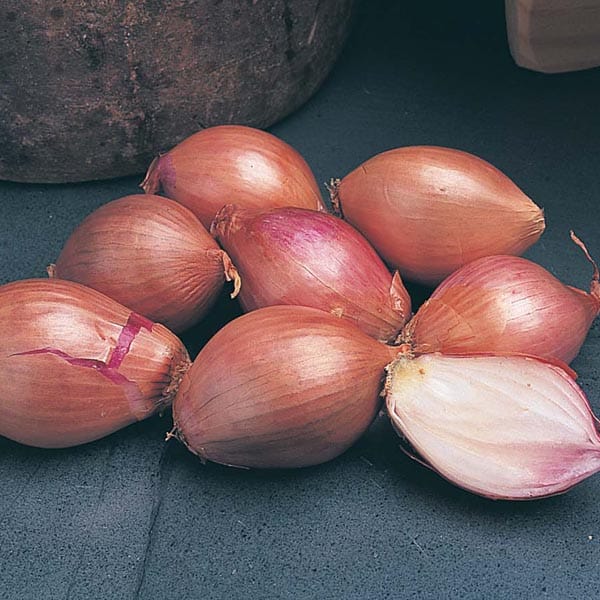 Shallot Mikor from Mr Fothergill's Seeds and Plants