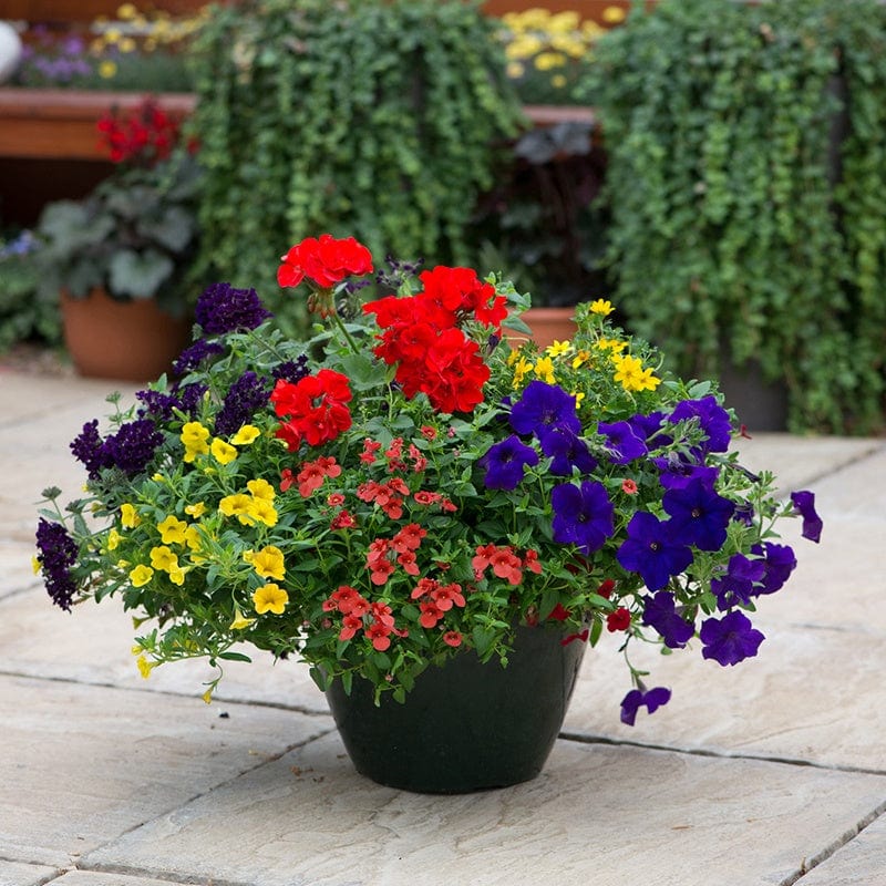Primary Fun Container Mix Plants From Mr Fothergills Seeds and Plants