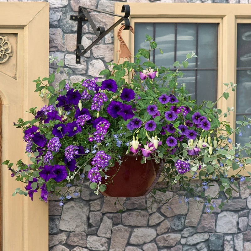 Sea Blue Mix Flower Plants From Mr Fothergills Seeds and Plants