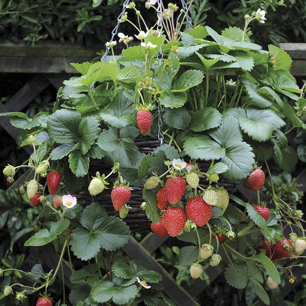 Strawberry Elan F1 Plants